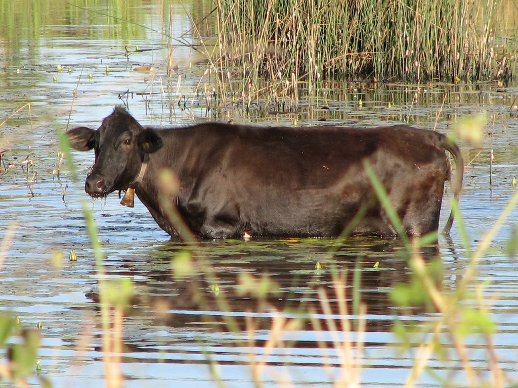 A caminho do brejo. Por Cora Rónai - CG
